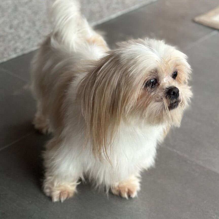 Ши-тцу, взрослая собака