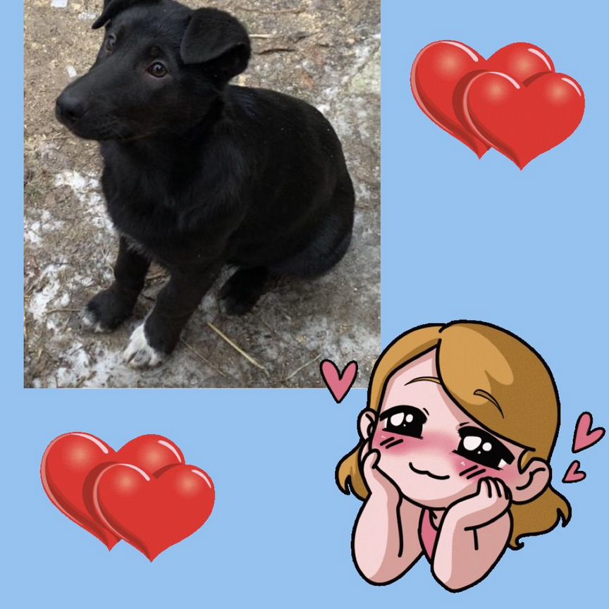 Щенок в самые любящие руки