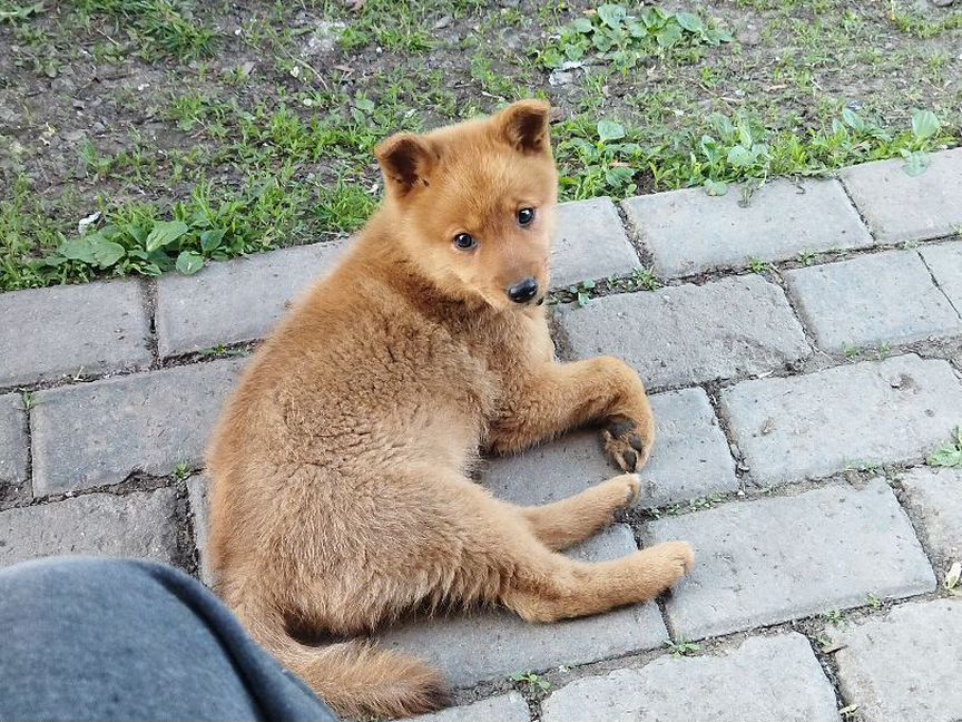 Карело финская лайка