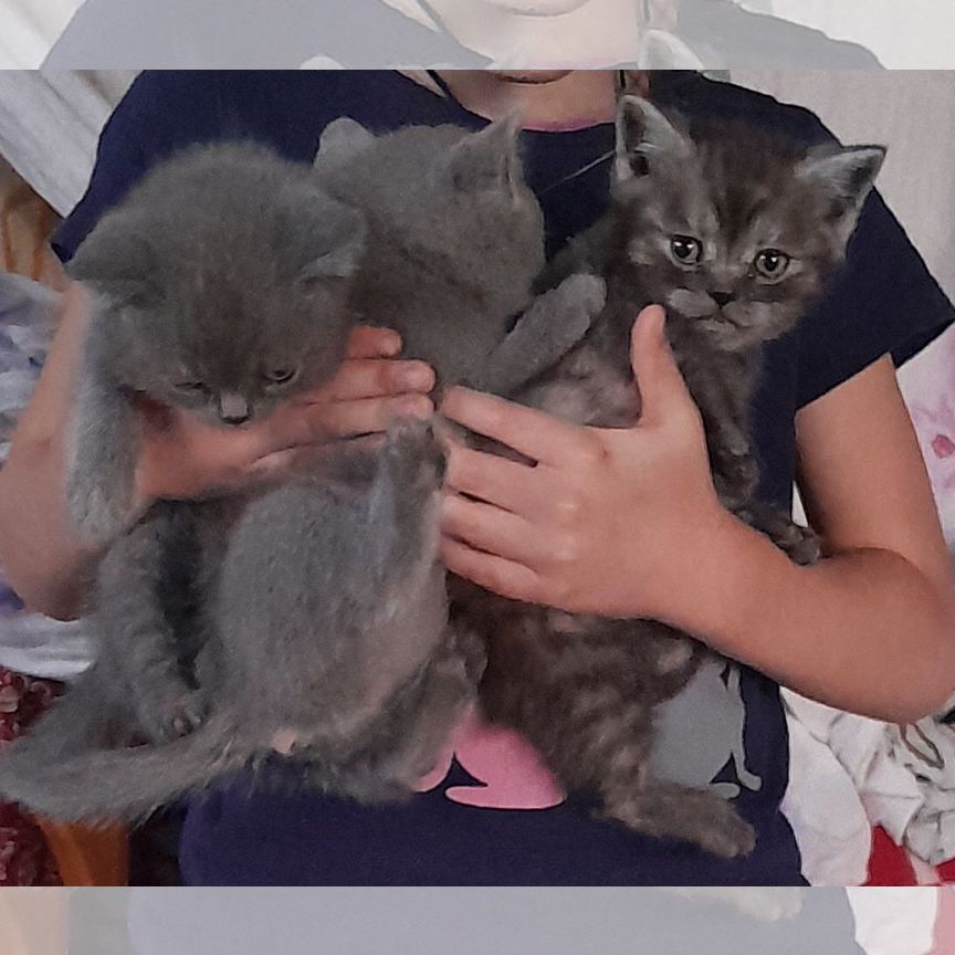 Британские котята