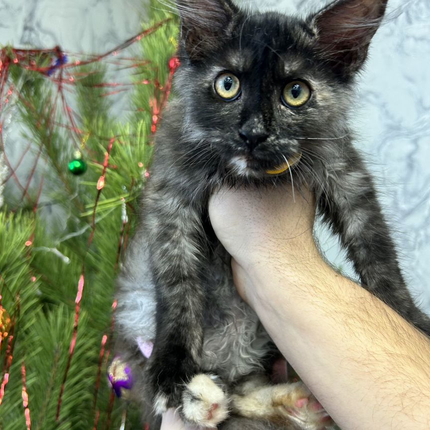 Мейн-кун котёнок