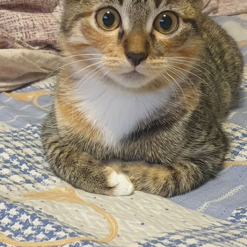 Кошка на вязку
