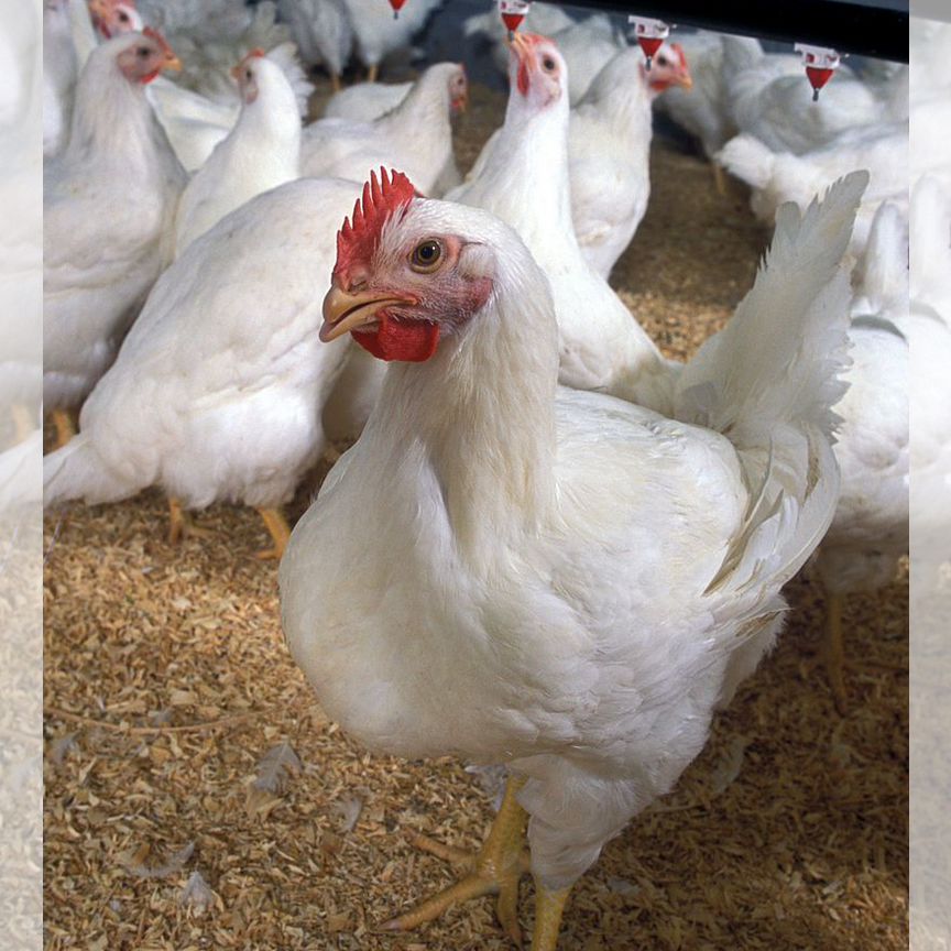 Мясо бройлера рубка сегодня