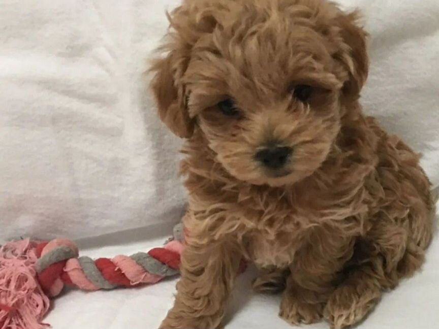 Мальтипу микро