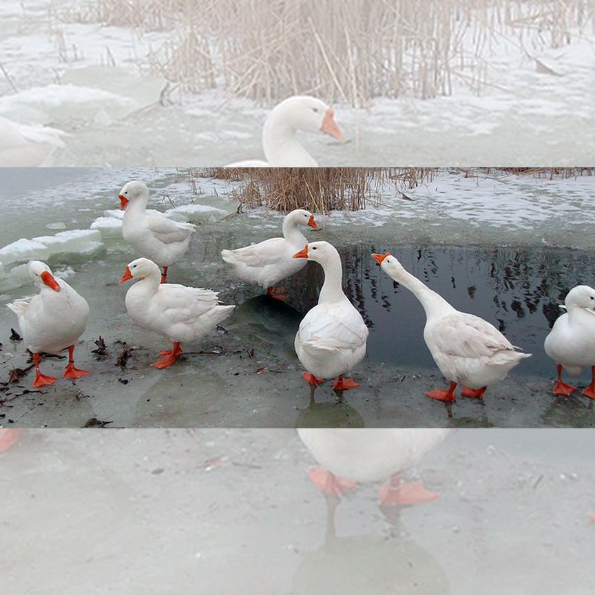 Гуси Линдовской породы