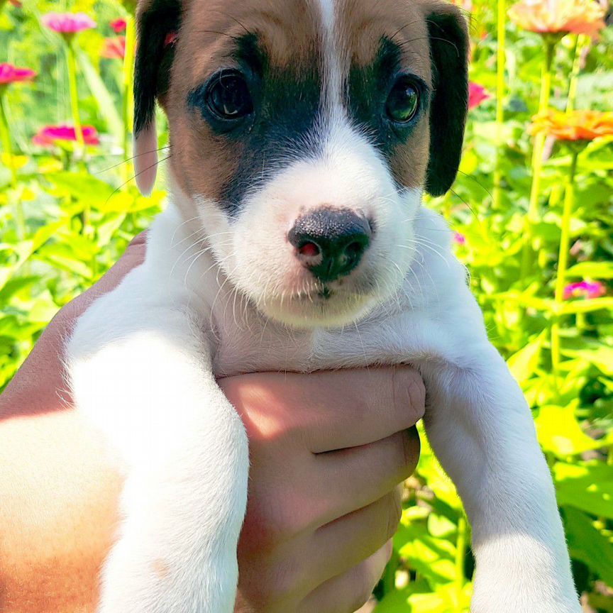 Щенки Джек Рассел РКФ