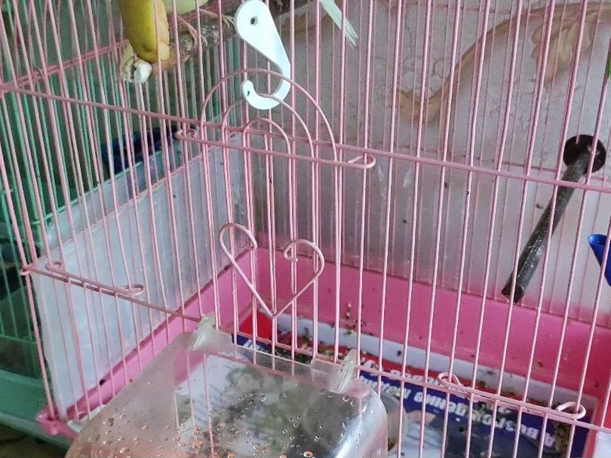 Кенара и канарейки