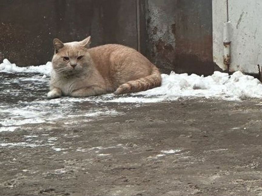 Коту нужна помощь, передержка или дом