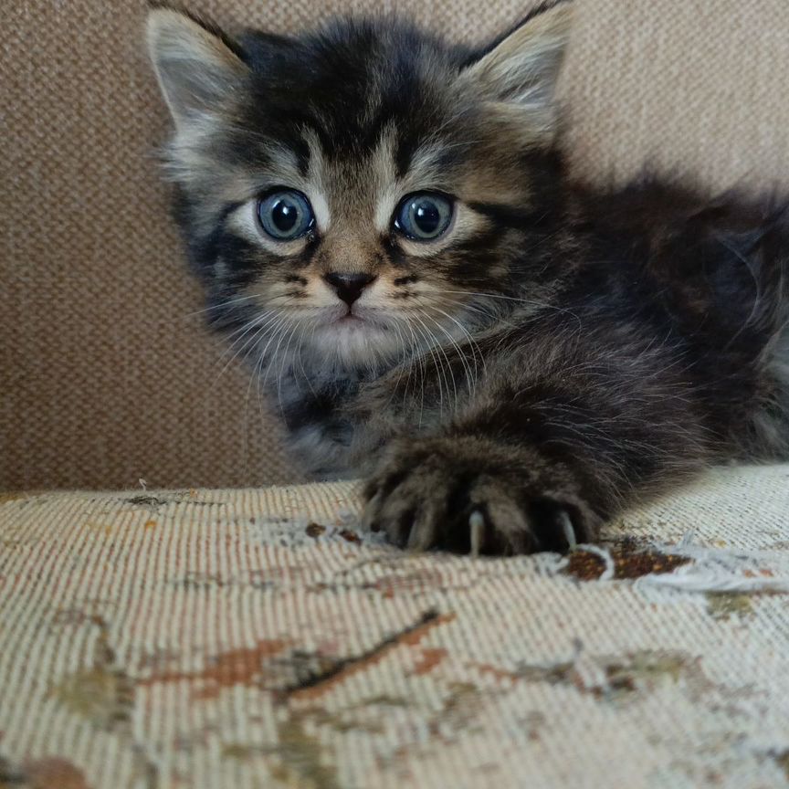 Пушистые котята в добрые руки