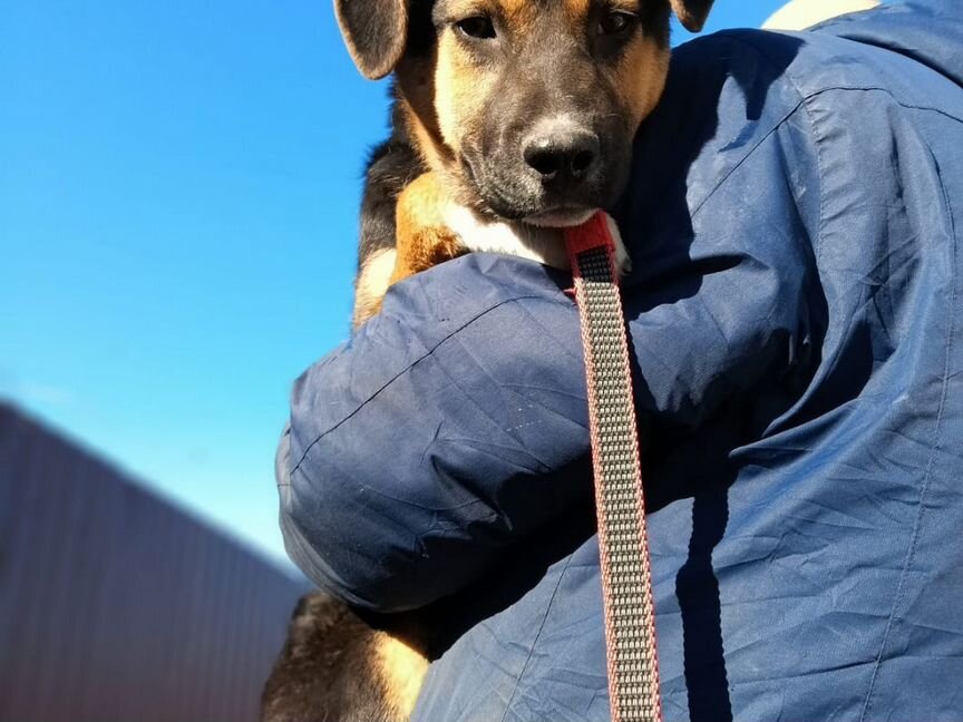 Щенок в добрые руки