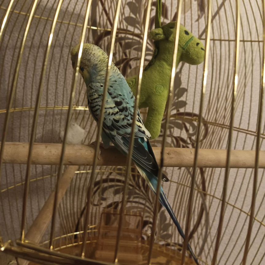 Попугай с большой клеткой