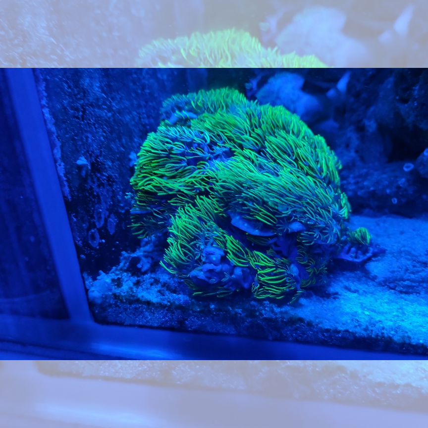 Коралл Клавулярия зелёная флюрит