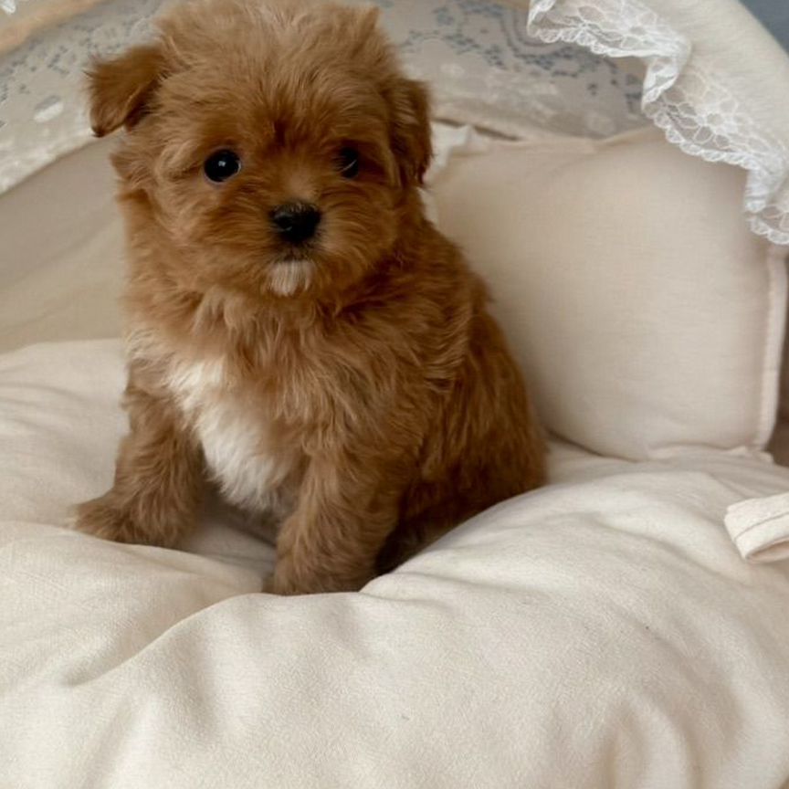 Мальтипу, щенок