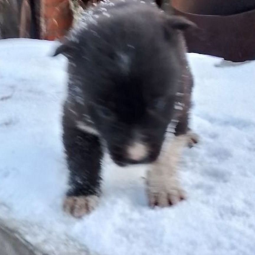 Щенок в добрые руки