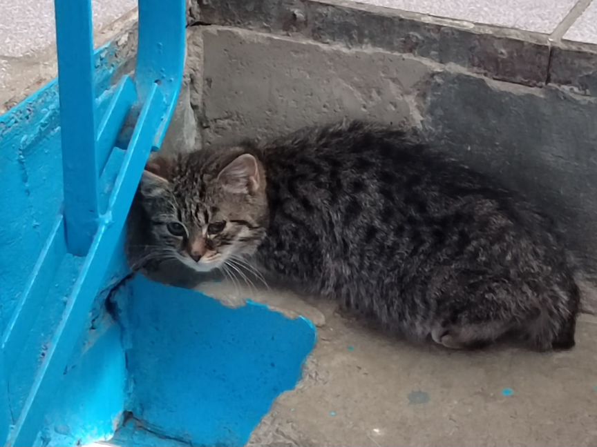Котенок - серый шпротик 3 мес