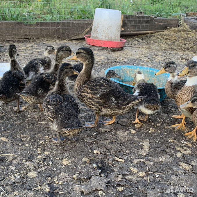 Дикие утята от подсадных уток