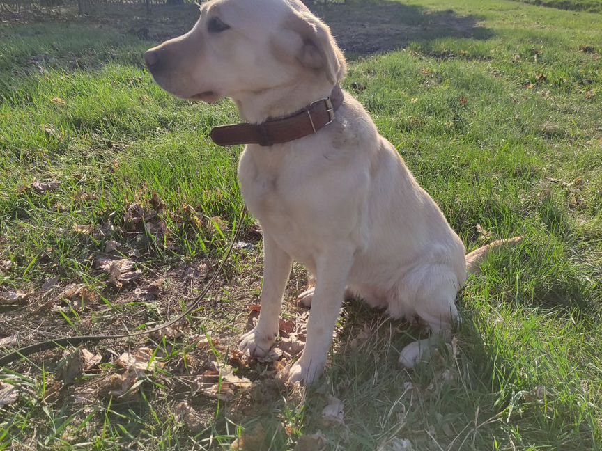 Лабрадор ретривер