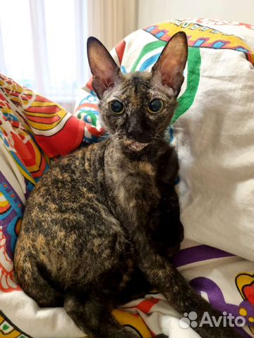 Сфинкс браш(девочка)