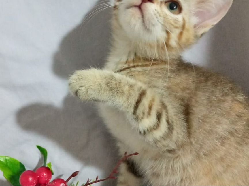Котенок - девочка 3 месяца