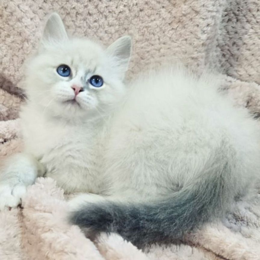 Невский маскарадный мальчик. С документами