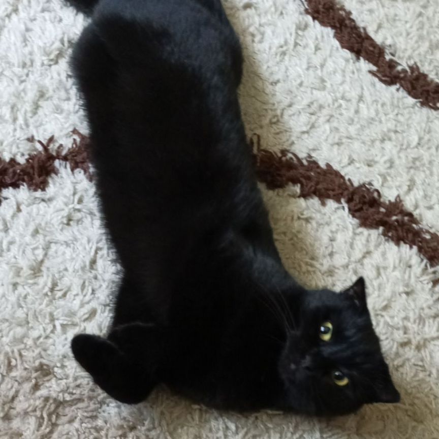 Британская короткошёрстная, взрослая кошка