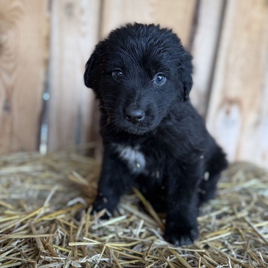 Шенки в поисках дома. Бесплатно