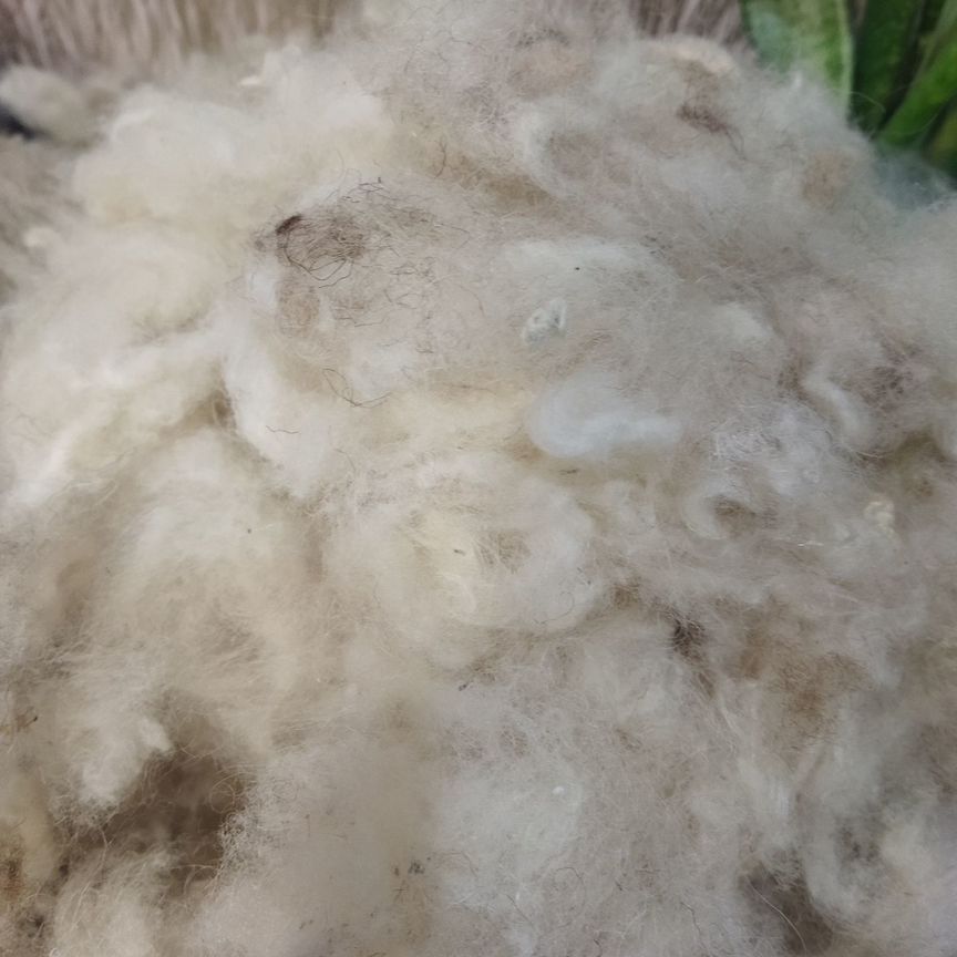 Шерсть овечья, мытая, очень чистая
