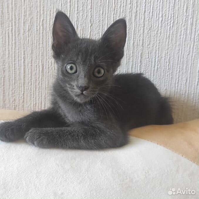 Котенок, кошечка, девочка. Бесплатно в добрые руки