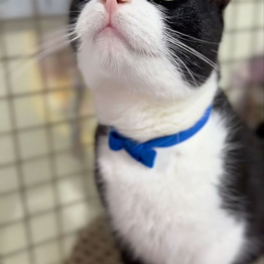 Кеша хочет домой