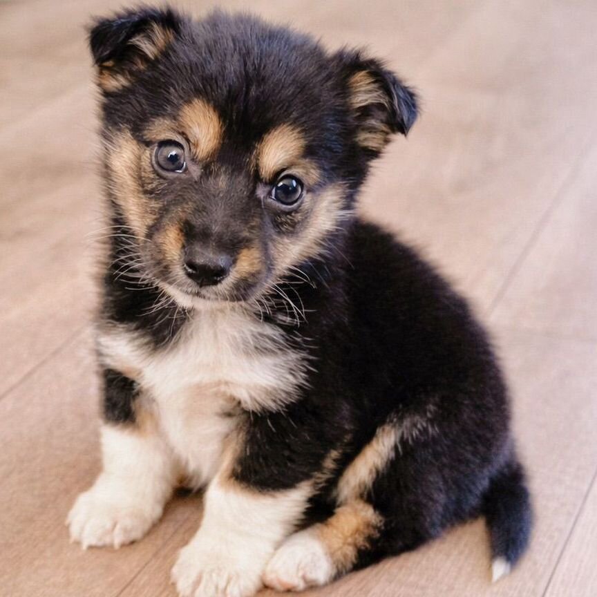 Щенок в добрые руки