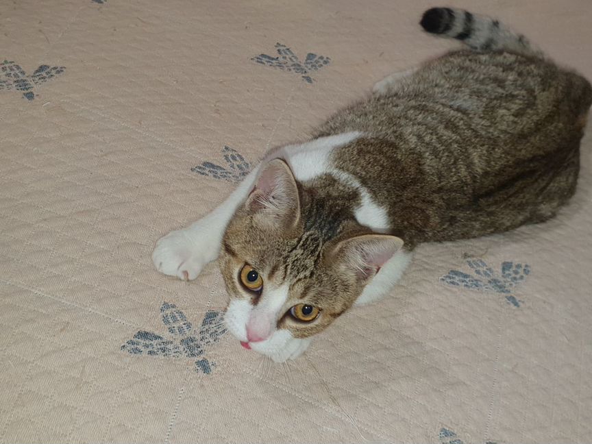 Отдам в хорошие руки домашних котят