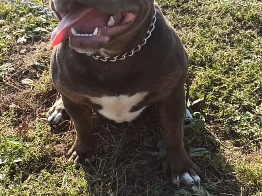 Девочка ам булли 9 месяцев