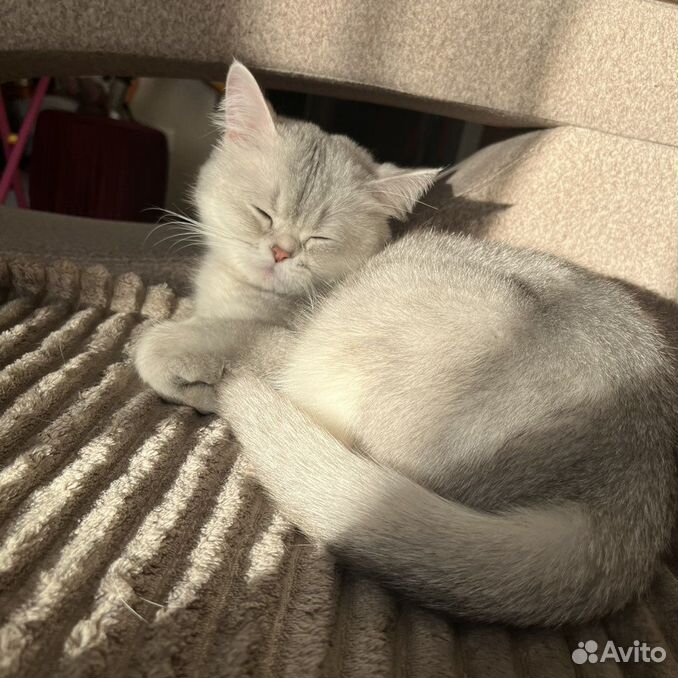 Британская кошечка на вязку