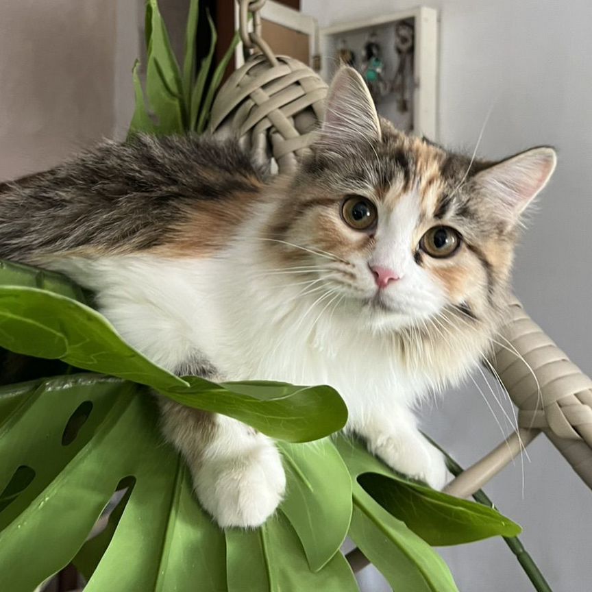 Сибирская кошечка