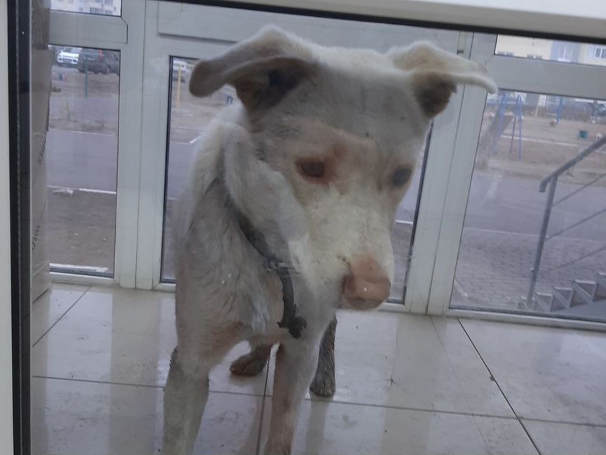 Пес потеряшка, 2 поселковая, 22