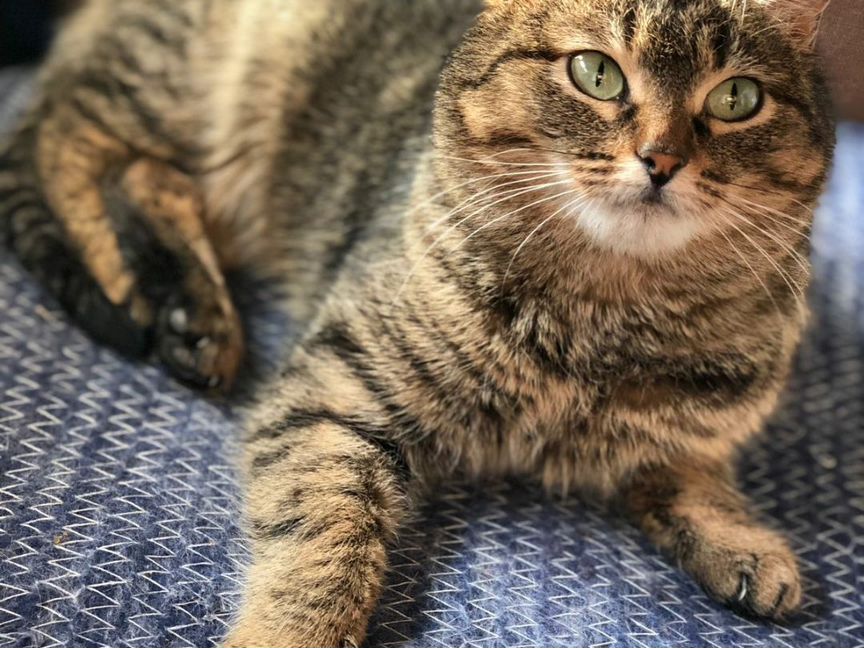 Кошка- хорошка)