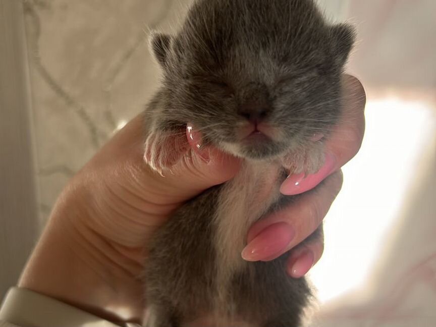 Сибирские котята в добрые руки, подкинули