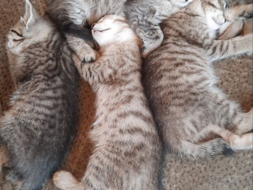 Кошки в добрые руки бесплатно