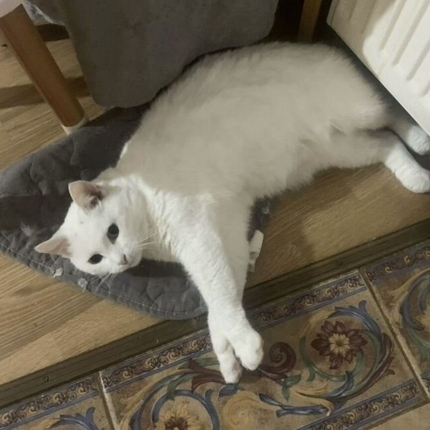 Взрослая, кошка в добрые руки