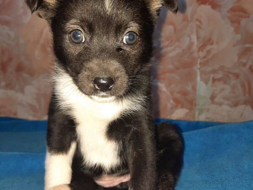 Отдам бесплатно щенят