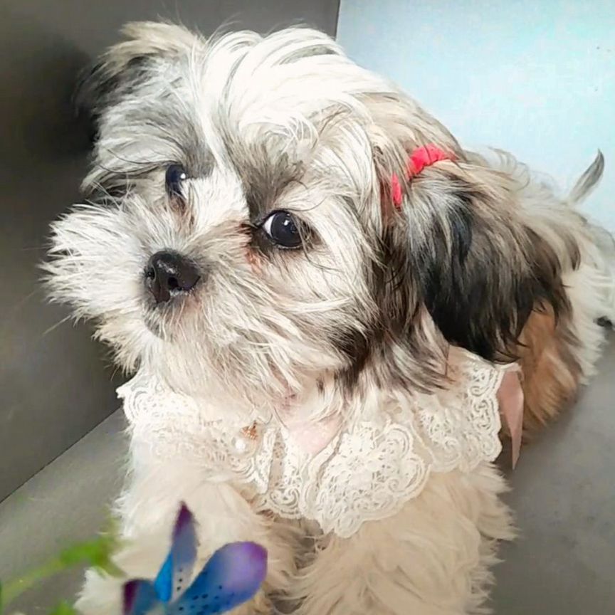 Щенки мальши