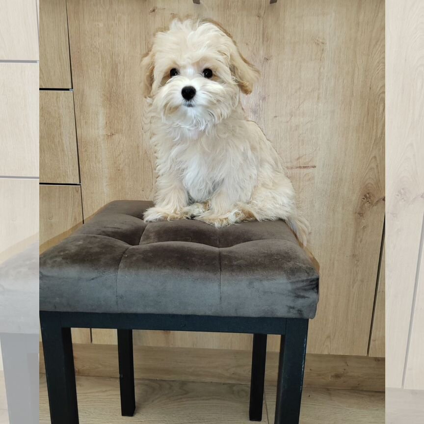 Мальтипу, щенок