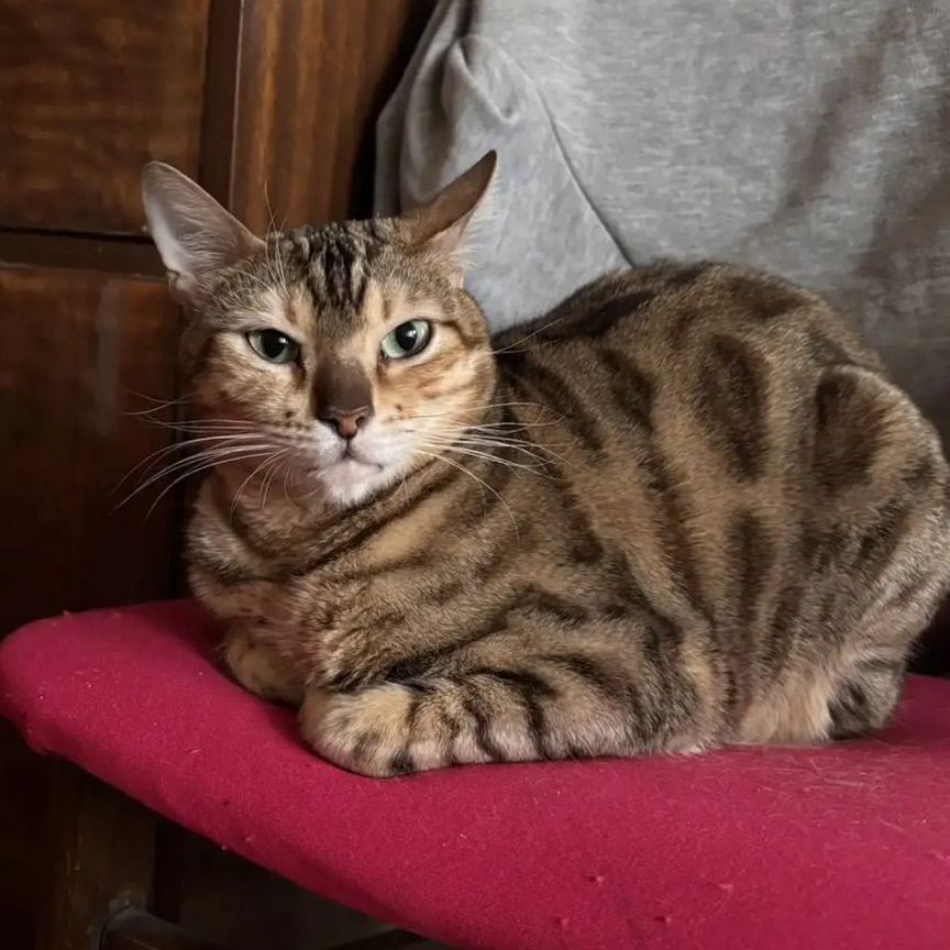 Бенгальская, взрослая кошка