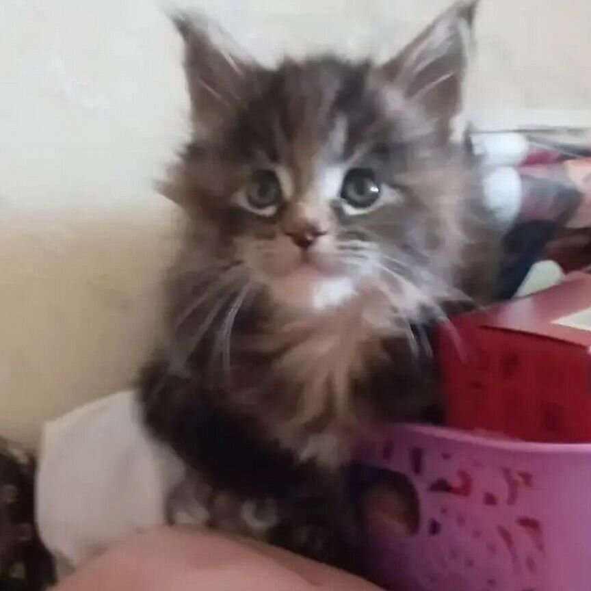 Мейн-кун котёнок
