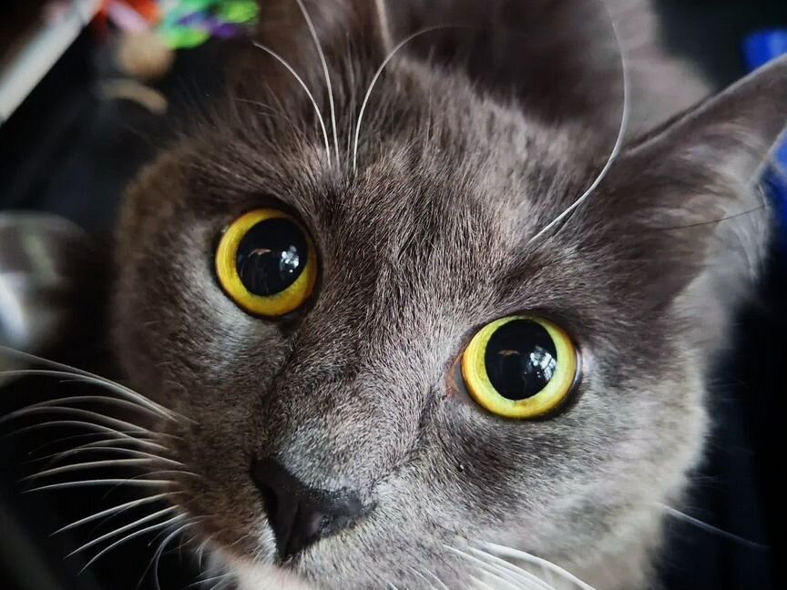 Кошечка Юнита