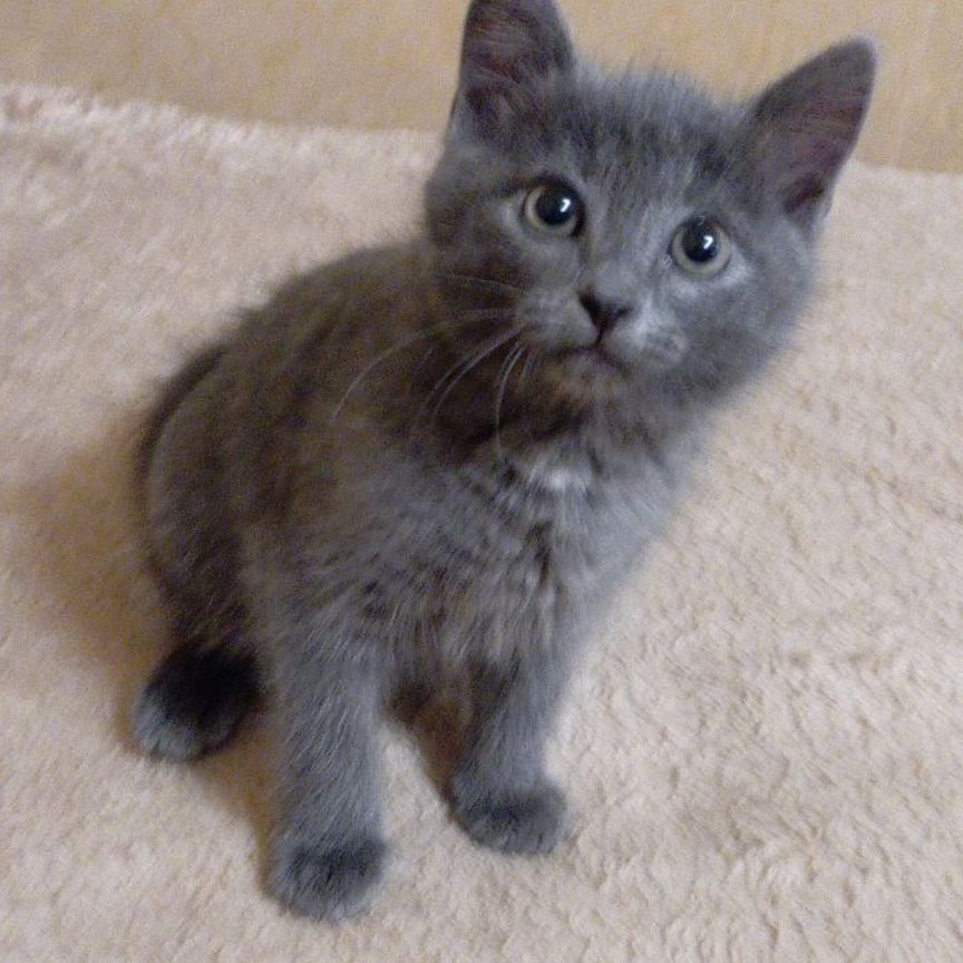 Русский голубой котёнок