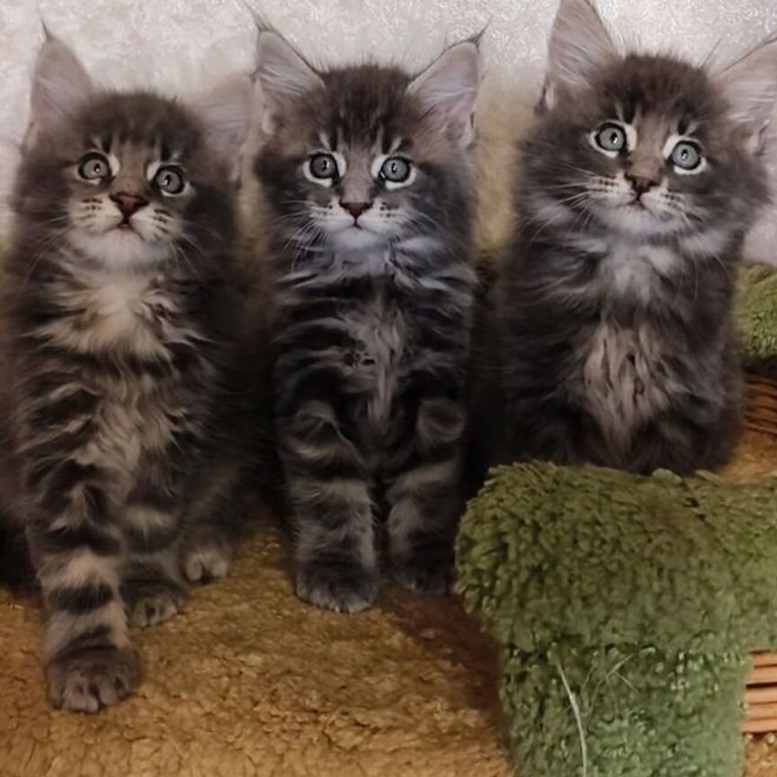 Котята Мейн-кун из питомника