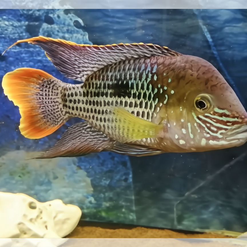 Акара бирюзовая