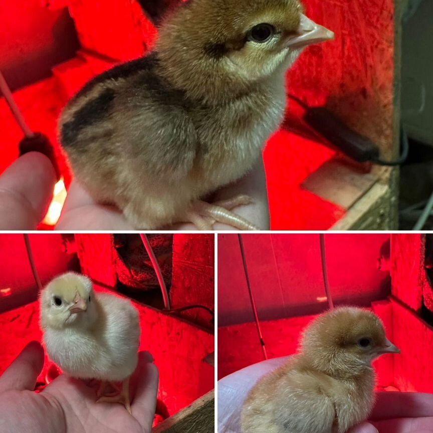 Цыплята доминант