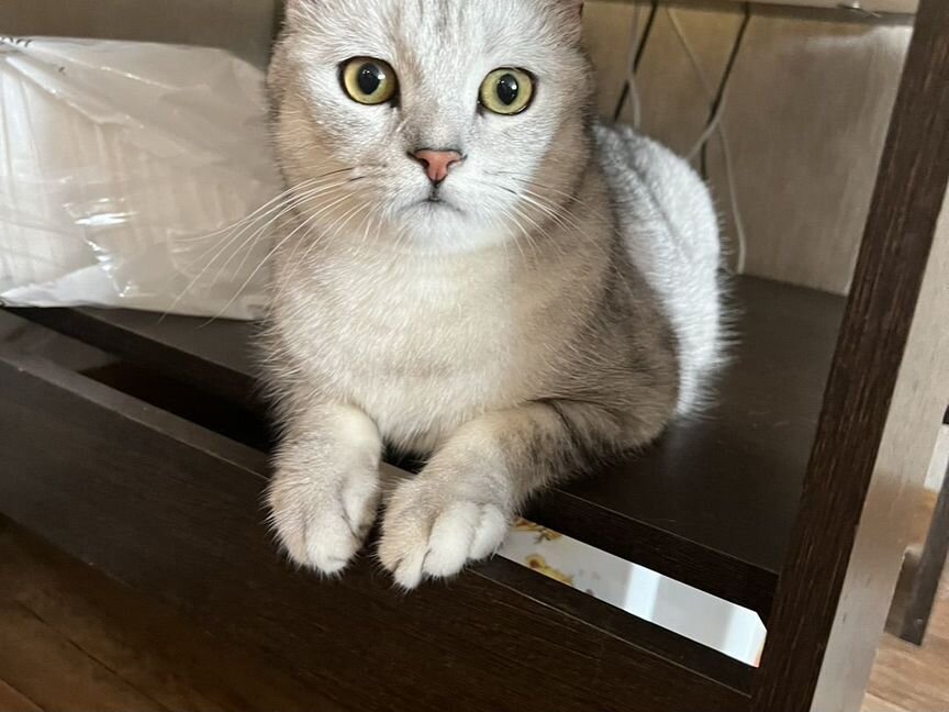 Отдам котика в добрые руки